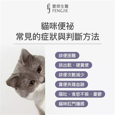貓咪便祕如何判斷？這5大症狀要注意！預防改善3大方法！