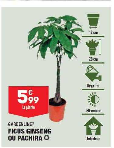Promo Ficus Ginseng Ou Pachira Garden Line Chez Aldi ICatalogue Fr