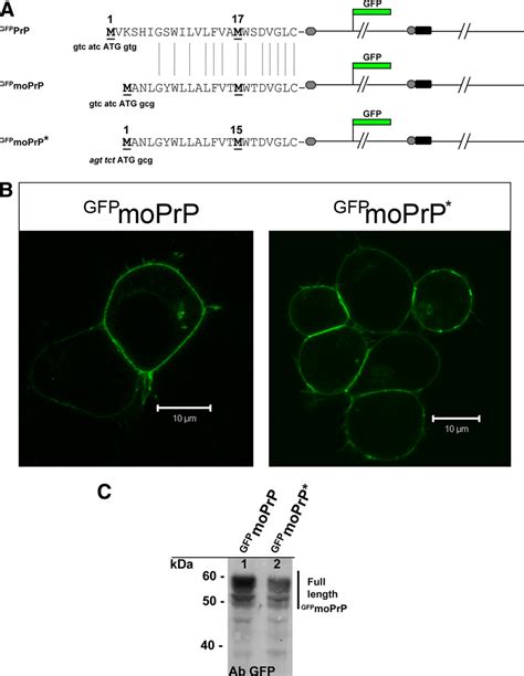 Mouse Gfp Prp Constructs Expressed In Mouse Neuroblastoma Cells A