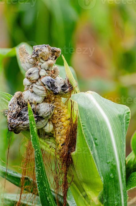 Corn Smut Ustilago Maydis Is A Fungus Parasite Of Corn 54016332 Stock