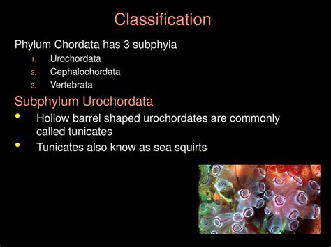 Subphylum Urochordata Classification