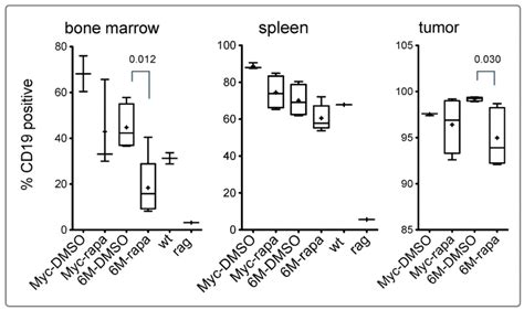Rapamycin Decreases Metastasis Of Tg6 λ Myc Tumor Cells Into Bone Marrow Download Scientific