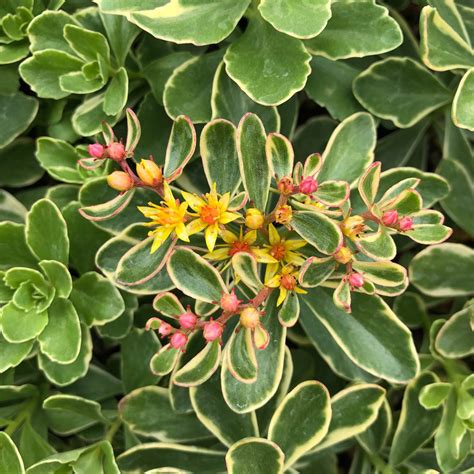 Sedum Kamtschaticum Variegatum Variegated Russian Stonecrop 3 5