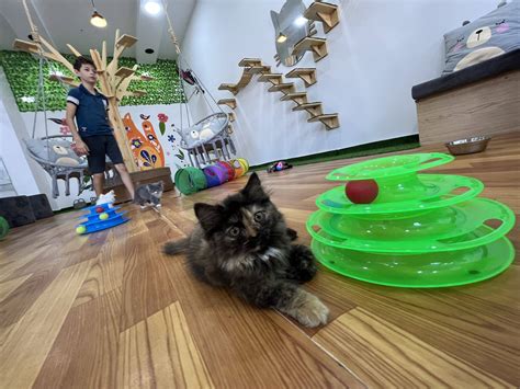 Purrfect Day Out Gaza First Cat Cafe Opens Its Doors Middle East Monitor