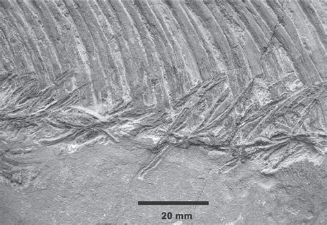 Xinpusaurus Kohi J Iang Et Al 2004 The Gastral Armour In The