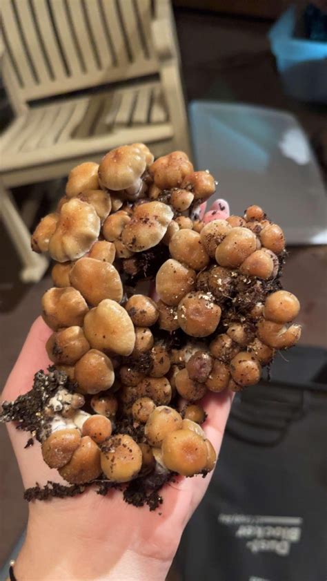 Never Throw Away Contaminated Mycelium Rshroomers
