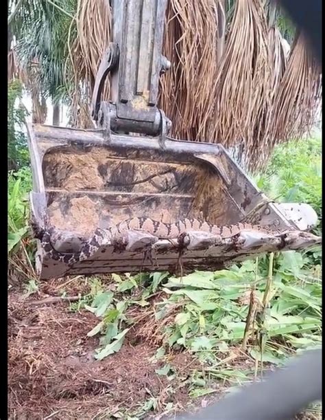 Surucucu Pico De Jaca é Içado Por Concha De Retroescavadeira VÍdeo