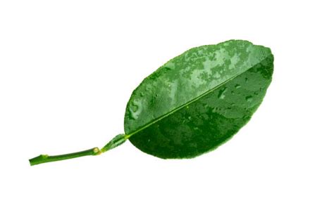 60 Daun Lemon Foto Foto Foto Stok Potret And Gambar Bebas Royalti Istock