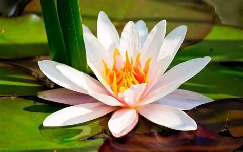 Lily Pad Wallpaper ① WallpaperTag