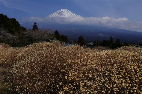 Pochipochi