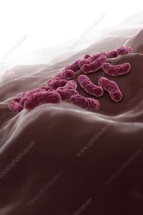 Escherichia Coli Bacteria Artwork Stock Image C0201755 Science