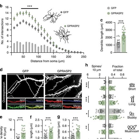 Cell Autonomous Reduction In Dendritic Complexity And Spine Density In Download Scientific