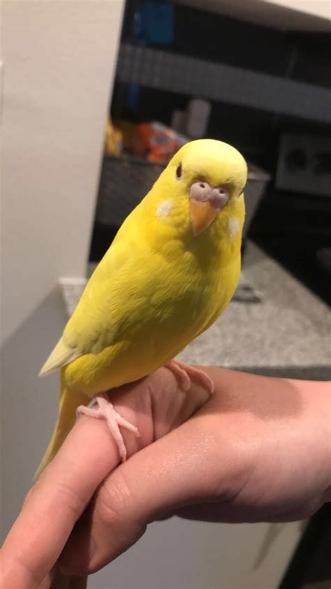 Sex These Two Please What Sex Is My Budgie Budgie Community Forums