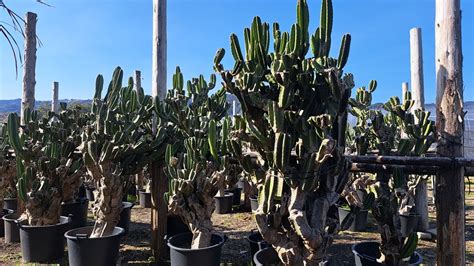 鹿児島県指宿市の生産地へ行ってきました 株式会社 野沢園 観葉植物レンタルサービス