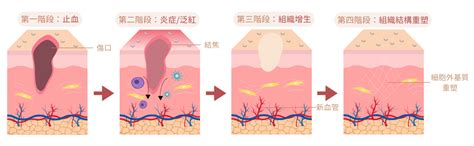Retro Ev Exosome 外泌體｜原廠正貨 醫生主理