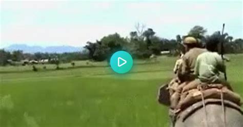 Tiger High Five Album On Imgur