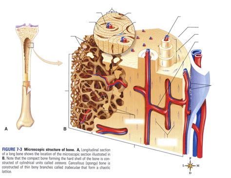 Osteocytes Structure