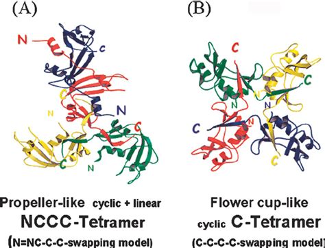 Models For Additional Possible Tetrameric Structures Of Rnase A A Download Scientific Diagram