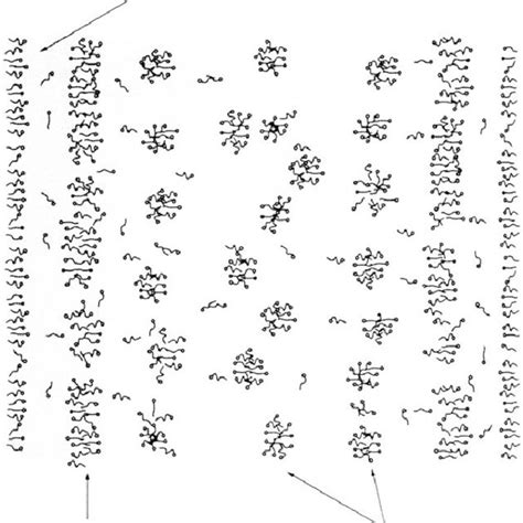 Schematic Representation Of Possible Surfactant Structuring In Thin