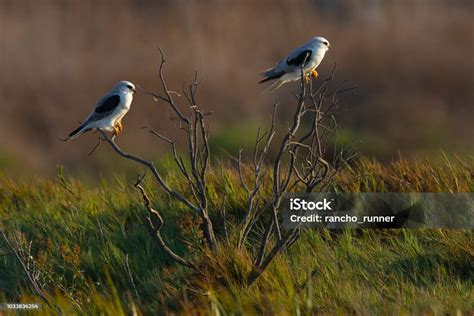 부시 대통령 노스 캘리포니아 습지에 야생에서 본에 흰 꼬리 연의 아주 가까이 보기 White Tailed Kite에 대한 스톡