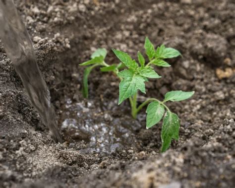 How Often Do You Water Tomato Plants
