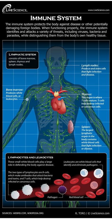 Human Immune System Diagram How It Works Live Science