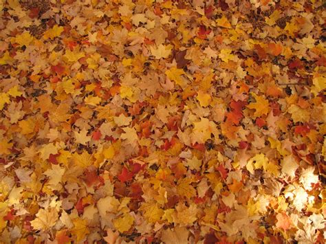 Free Images Tree Nature Branch Plant Texture Fall Flower Petal