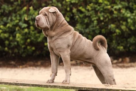 Shar Pei ¡todo Sobre Este Perro Samurái De China Blog