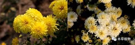 河南省的四大怀药介绍 河南中医药大学药学院
