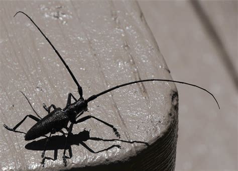 Beetle With Super Long Antennae Near Yosemite Park Monochamus