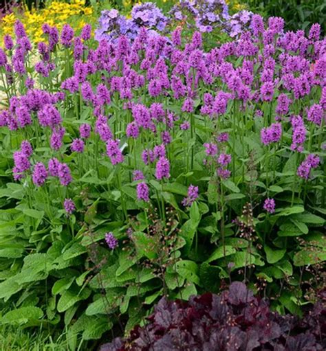 Čistec Monieri ´hummelo´ Kont 05 L Lumigreencz