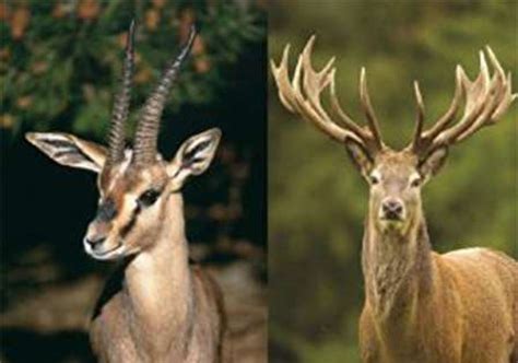 فرق گوزن و آهو چیست؟ تفاوت‌های ظاهری، تغذیه‌ای و زیستگاهی ستاره