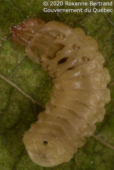 Profenusa Thomsoni Bugguidenet