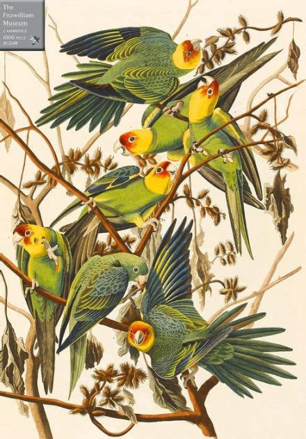 Carolina Parakeets 1000 Piece Jigsaw Puzzle A Fitzwilliam Museum