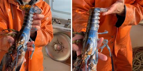 A Rare Intersex Lobster Called Bowie Has Become A Tiktok Sensation