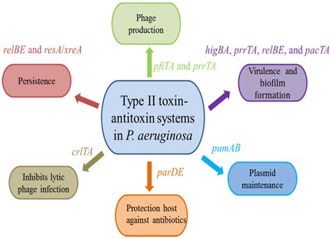 Type Ii Toxin Antitoxin Systems In Pseudomonas Aeruginosa