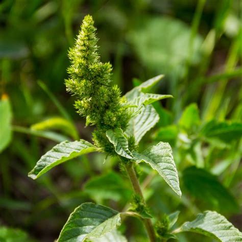 12 Types Of Grass And Garden Weeds How To Remove Them