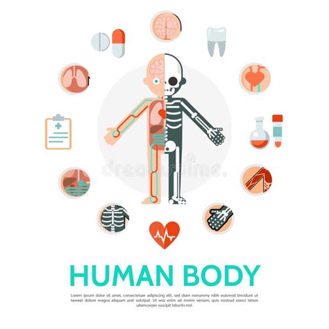 Internal Human Organs Vector Icons Set In Linear Design Style Stock