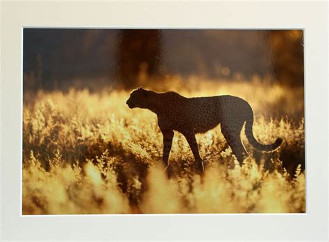Chris Packham Wildlife Expertnature Photographer And Tv Presenter