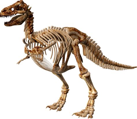 Esqueleto De Tiranossauro Rex Desenho
