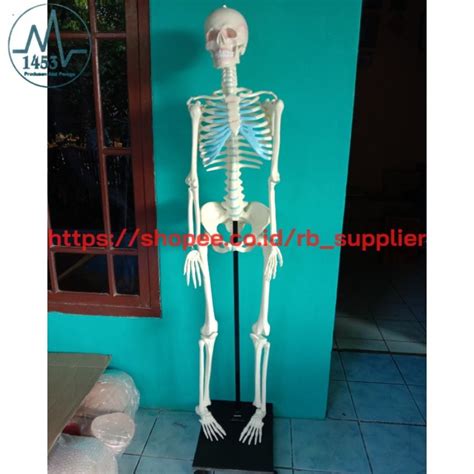 Jual Kerangka Manusia Torso Model Kerangka Human Skleton Kerangka