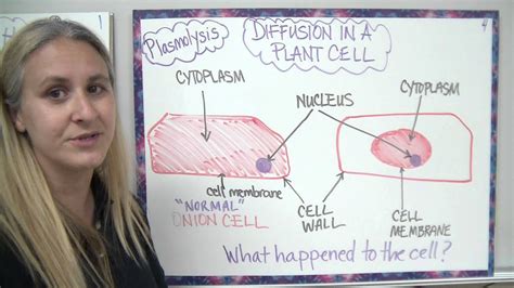 Diffusion Through A Membrane Lab YouTube