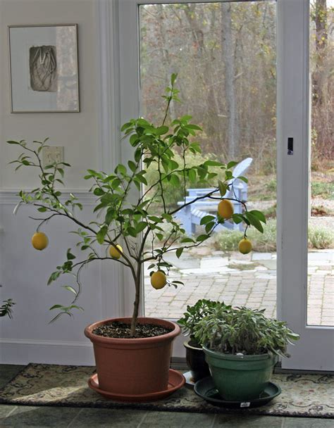 I Love Citrus Meyeri Aka Meyer Lemon Improved