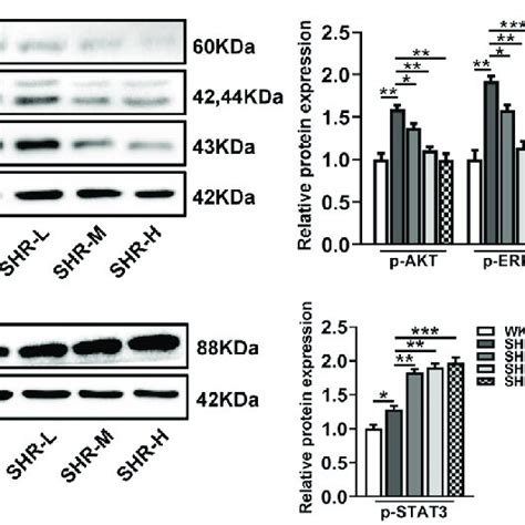 Effect Of Aerobic Exercise At Different Intensities On Mapk Akt And