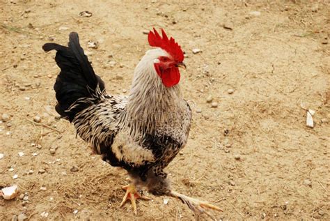 Cock Picture Image 4757445