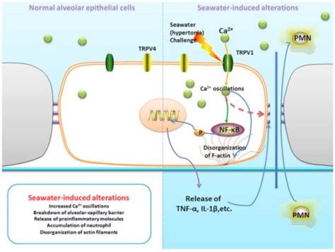 Trpv1 Mediated Calcium Oscillations Connect Hypertonic Open I