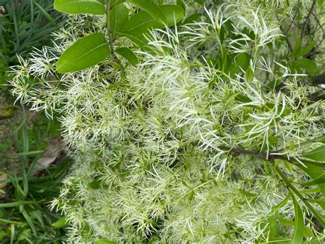 Grancy Graybeard Fringe Tree 3 Cofers Home And Garden