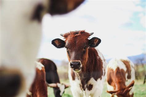Theres No Covering Up The Awful Smell Of Factory Farming