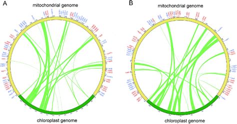 Gene Exchange In Chloroplast Genome And Mitochondrial Genome Of