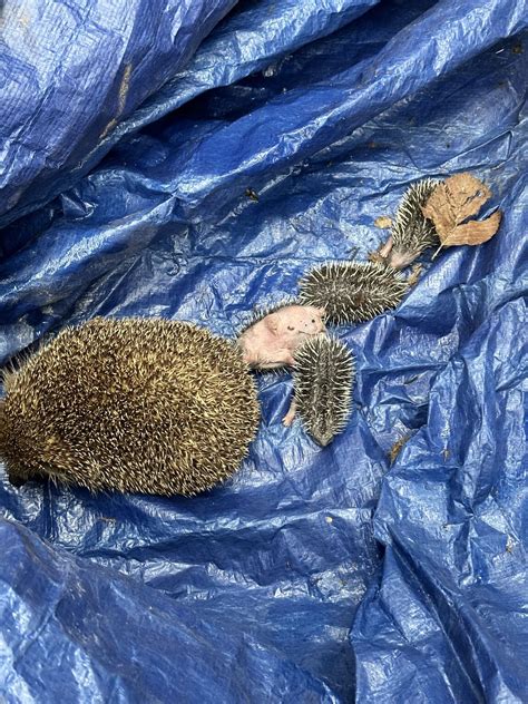 White Knight Service Group Ltd On Linkedin Hedgehogs Restoration